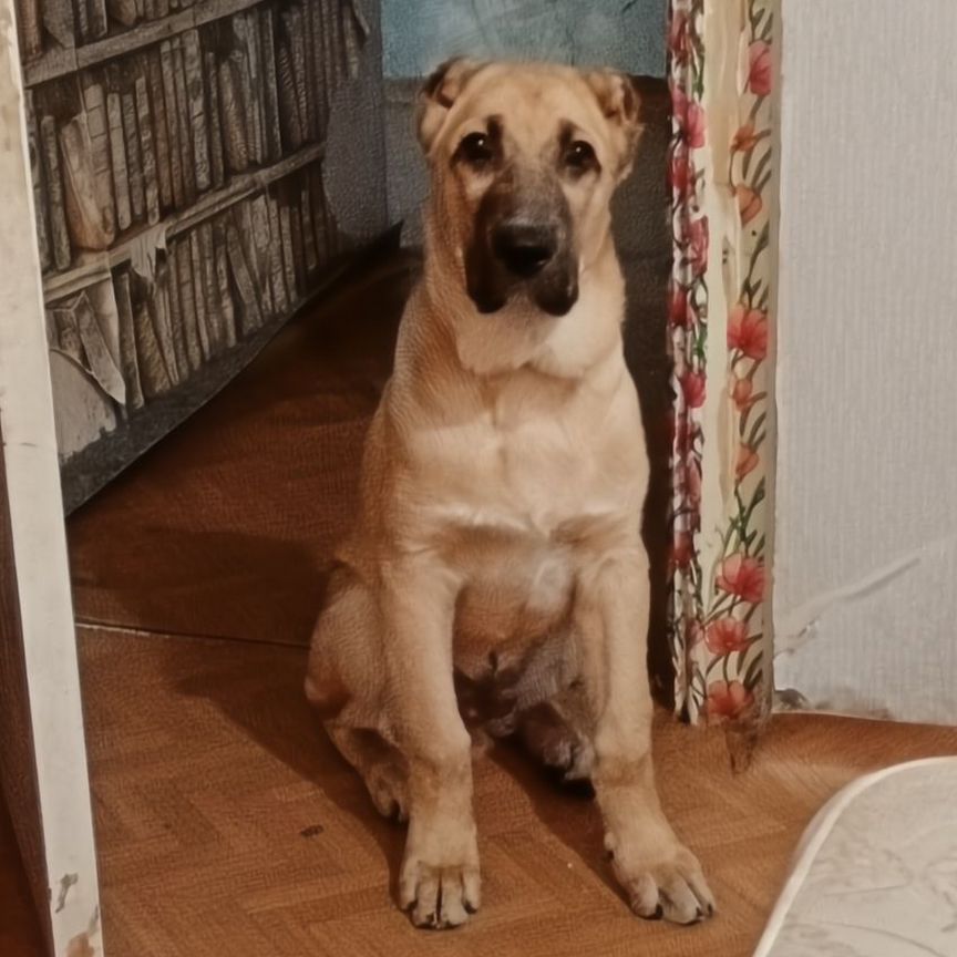 Среднеазиатская овчарка, щенок