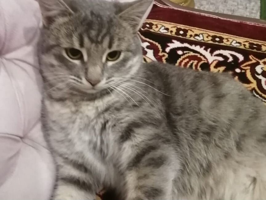 Котик Тема в добрые ручки