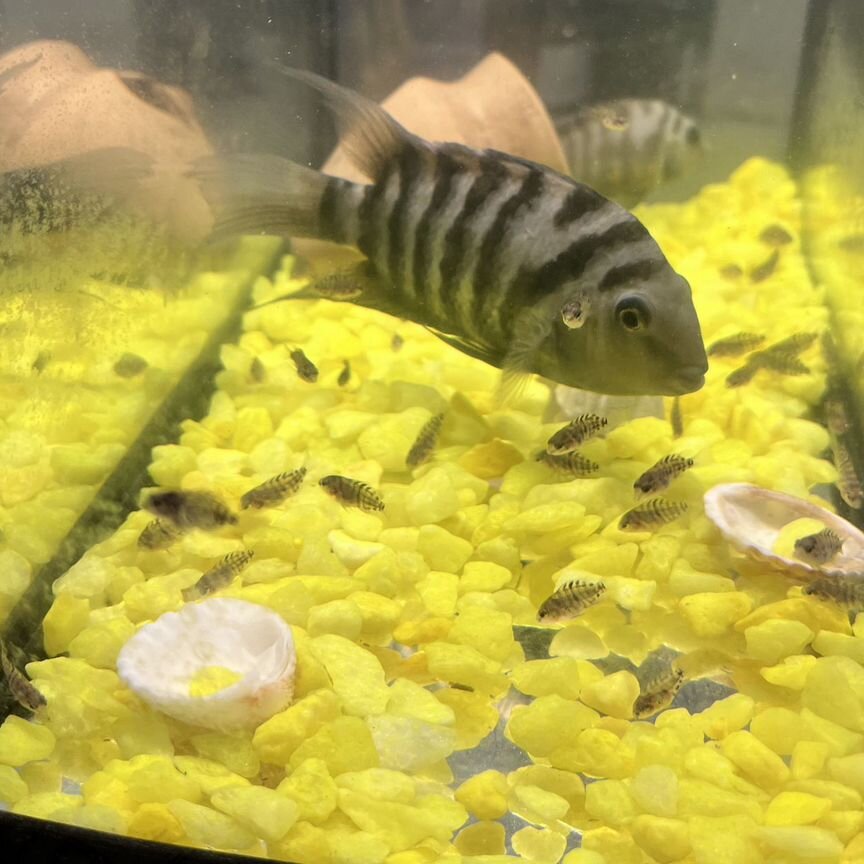 Цихлиды мальки