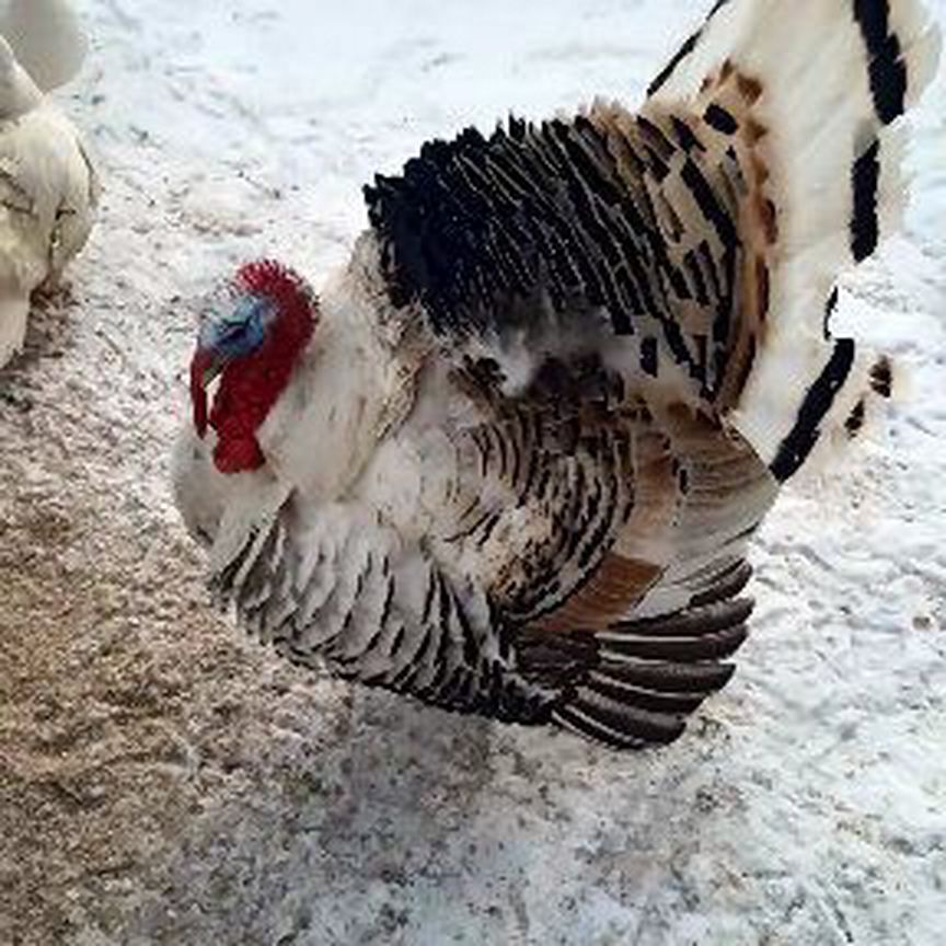 Семья индюков