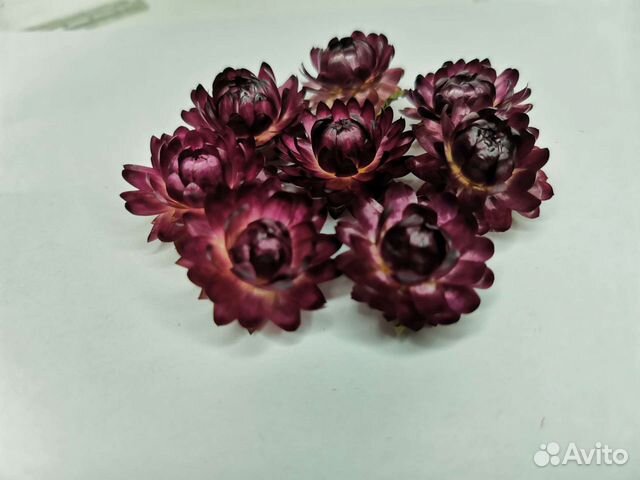 Гелихризум, сухоцветы купить в Москве | Товары для дома и дачи | Авито