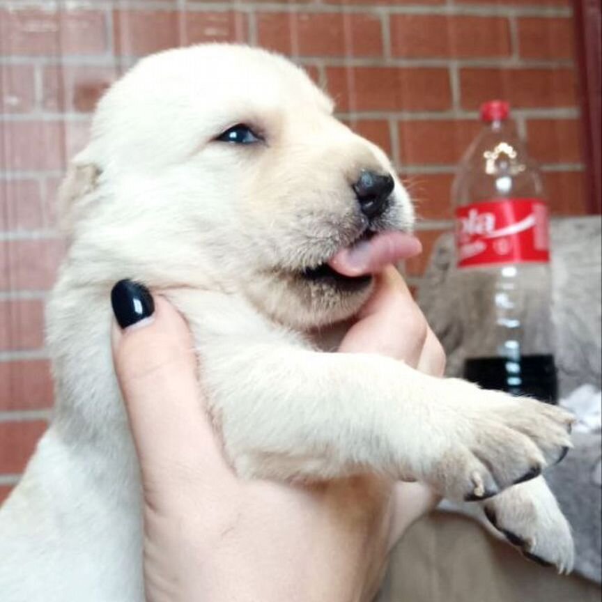 Поночка. Замечательная малышка