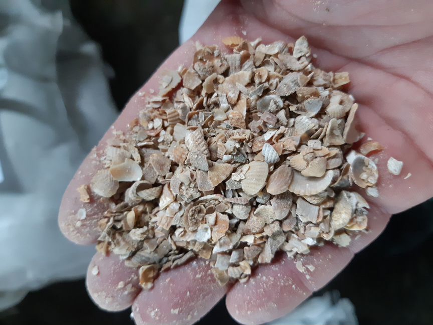 Ракушка морская кормовая