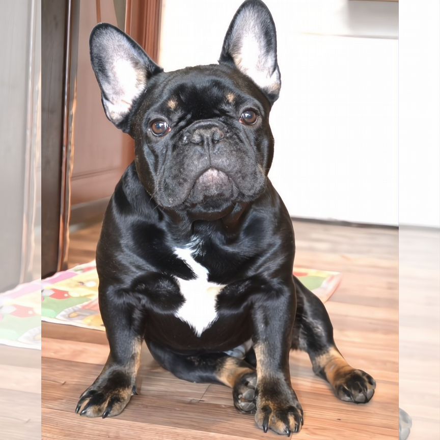 Французский бульдог, щенок