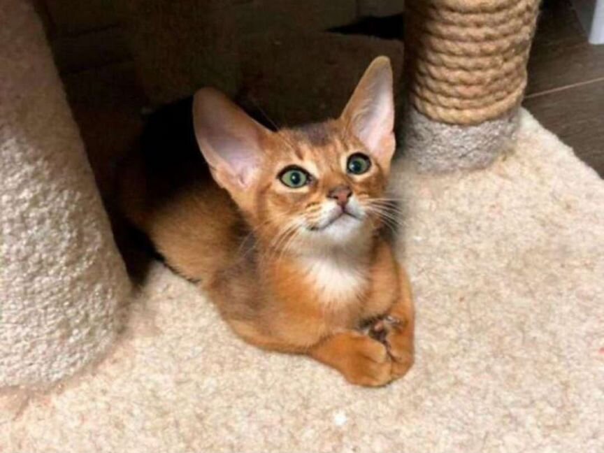 Абиссинские котята