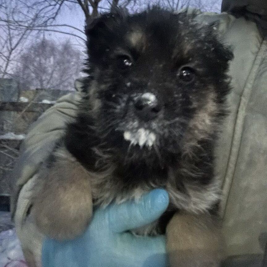 Щенок в добрые руки