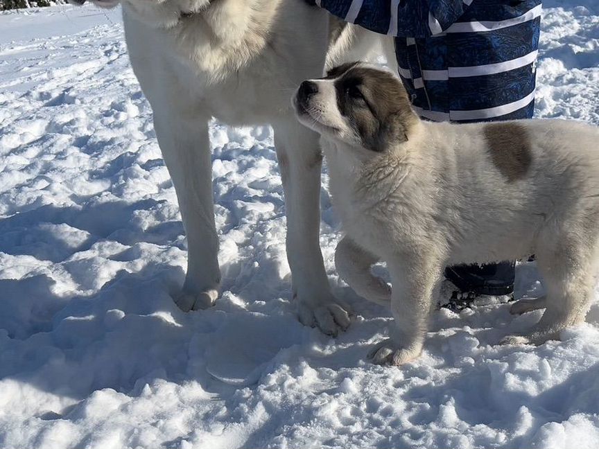 Среднеазиатская овчарка (Алабай )