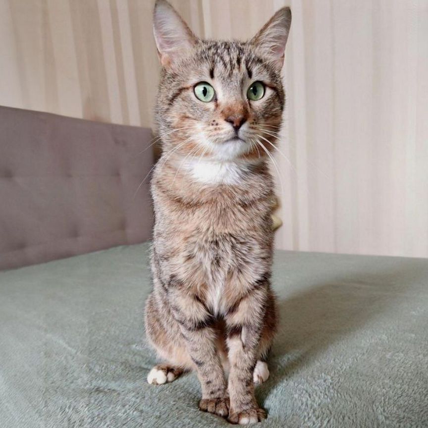 Взрослый кот в добрые руки