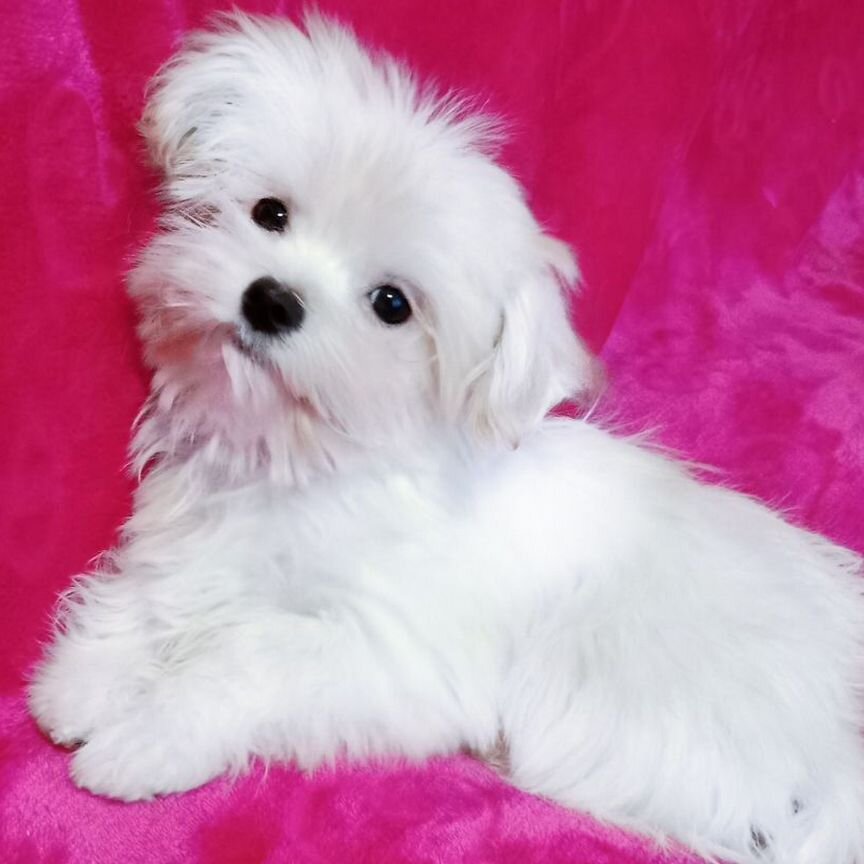 Мальтийская болонка, щенок