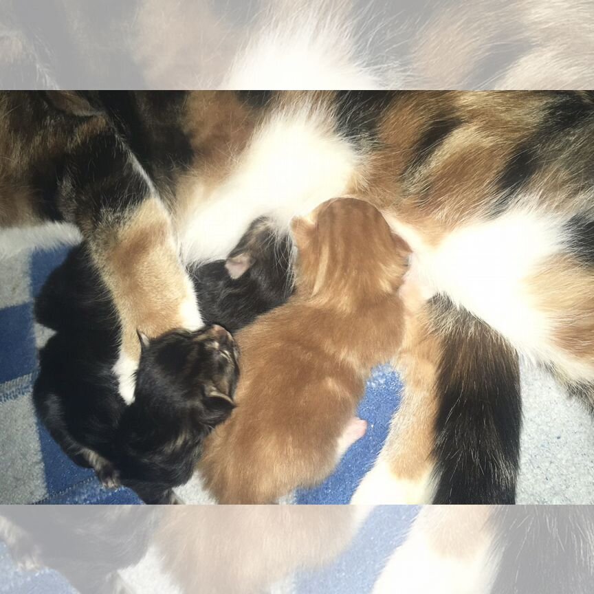 Котята мейн-кун,две кошечки