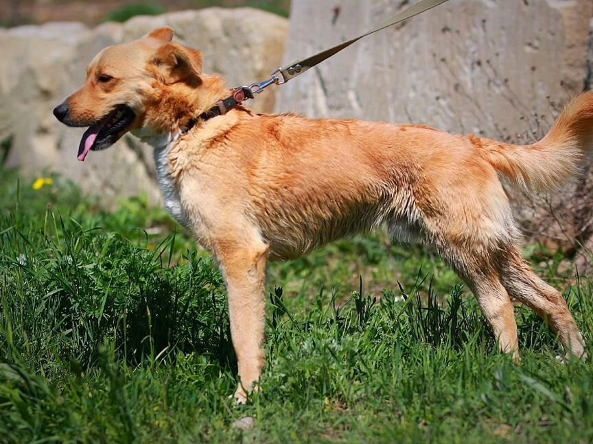 Пёсик Робин ищет дом