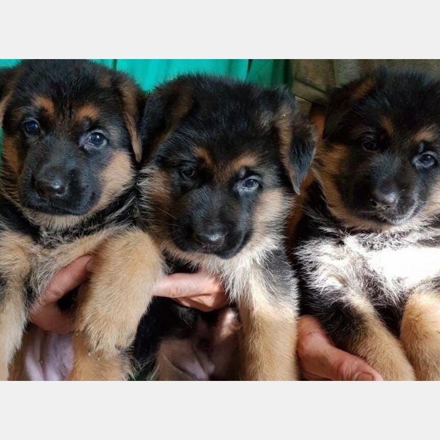 Щенки чистокровных немецких овчарок