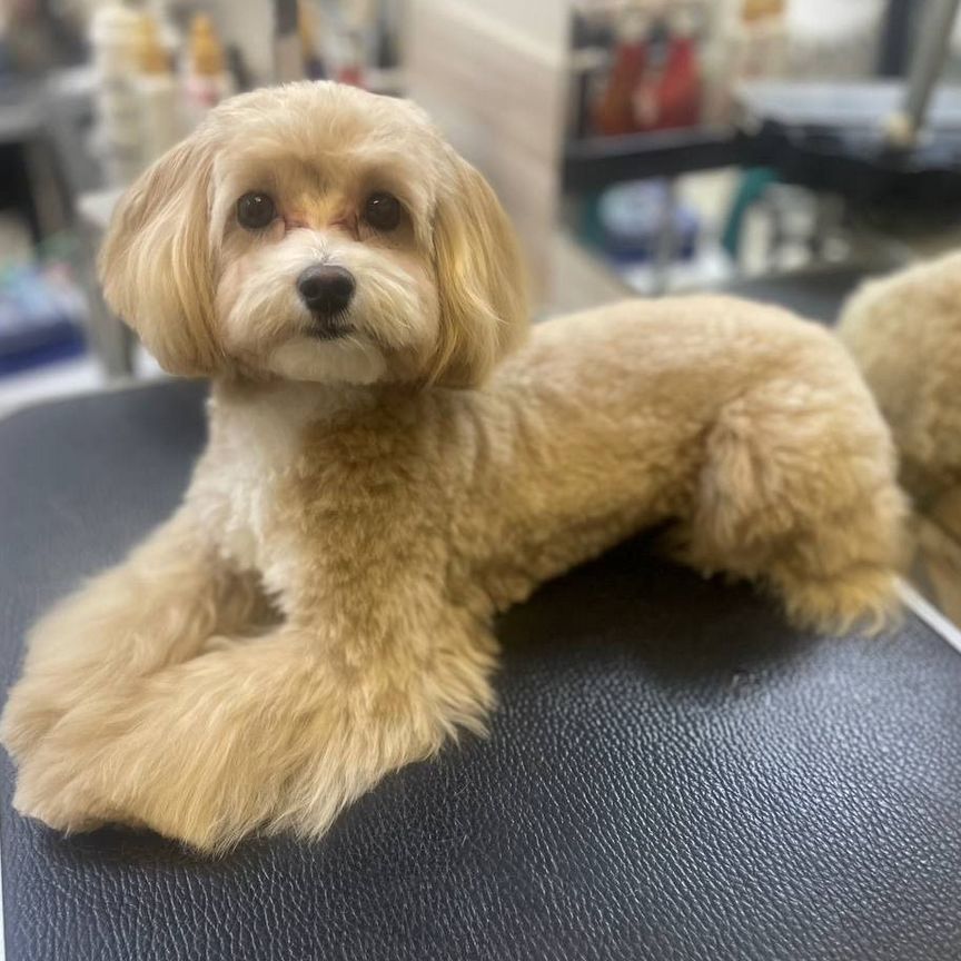 Мальтипу, вязка