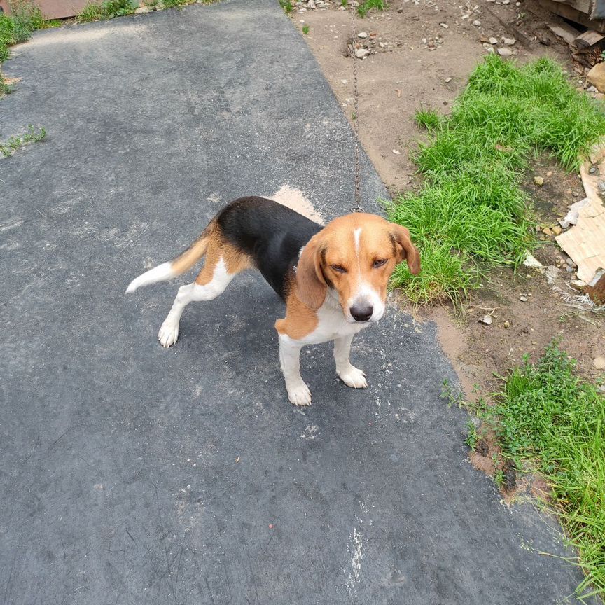 Эстонская гончая