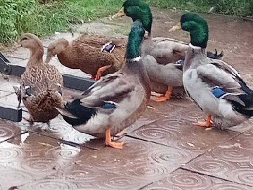 Утки и селезень