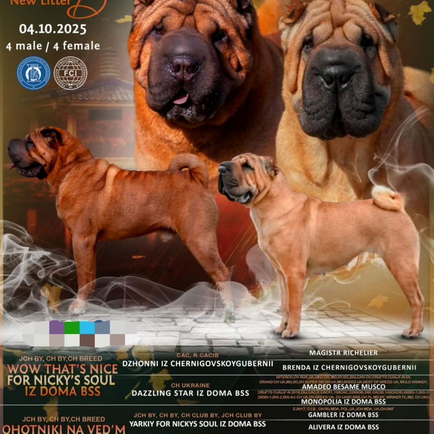 Шарпей, щенок