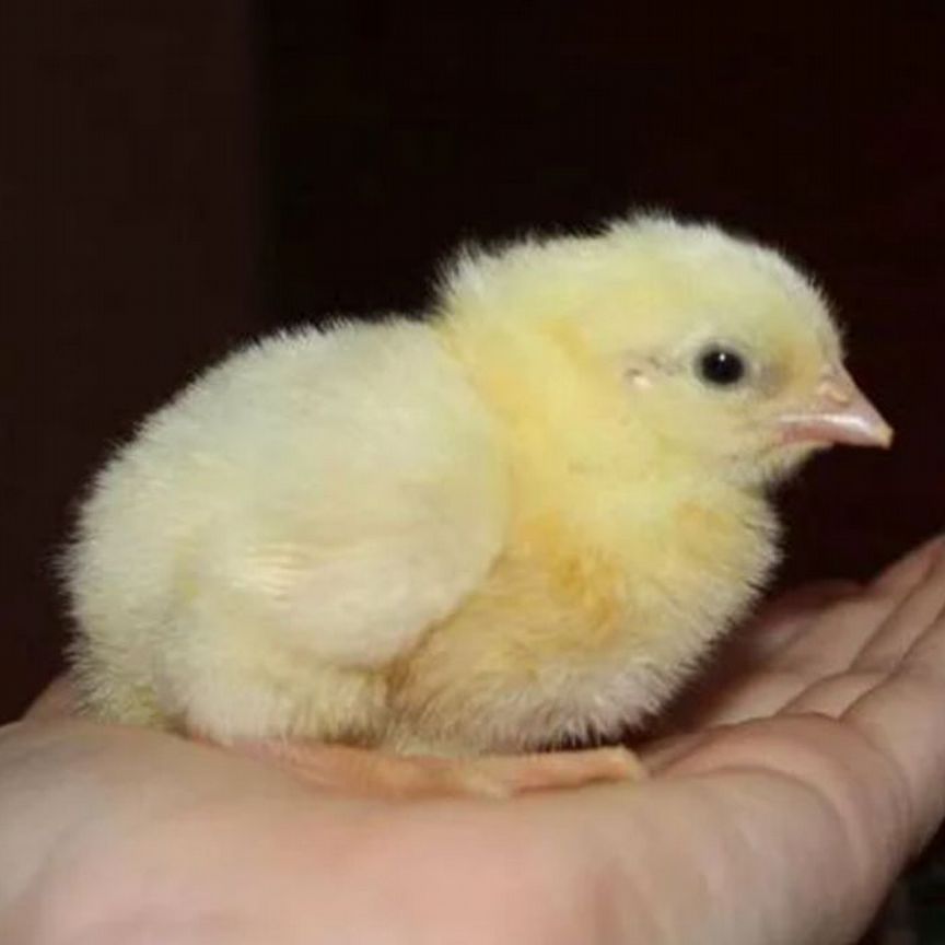 Бройлеры Росс 308