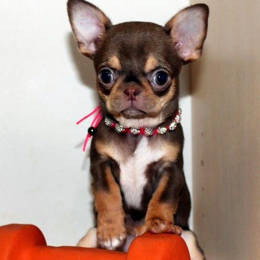 Чихуахуа красивая, гламурная девочка