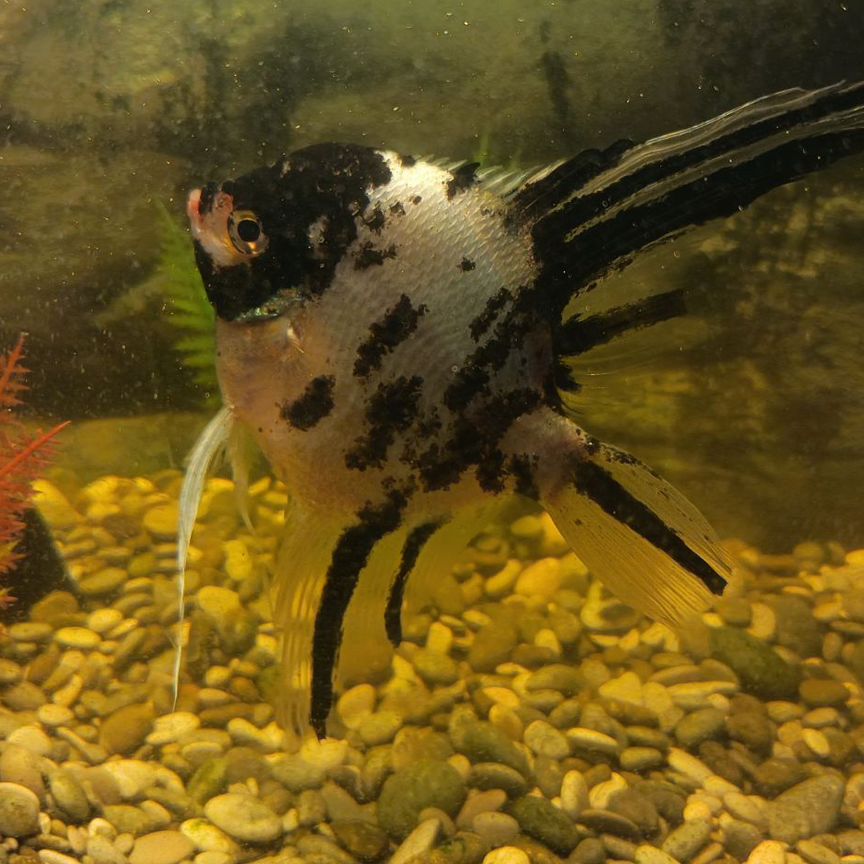 Скалярия мраморная