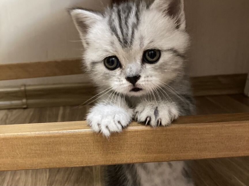 Шотландский котенок