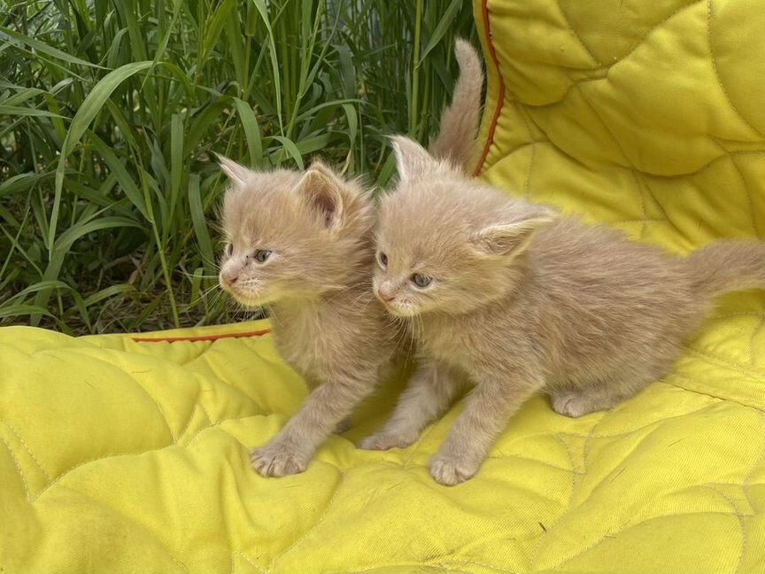 Котята мейн-кун