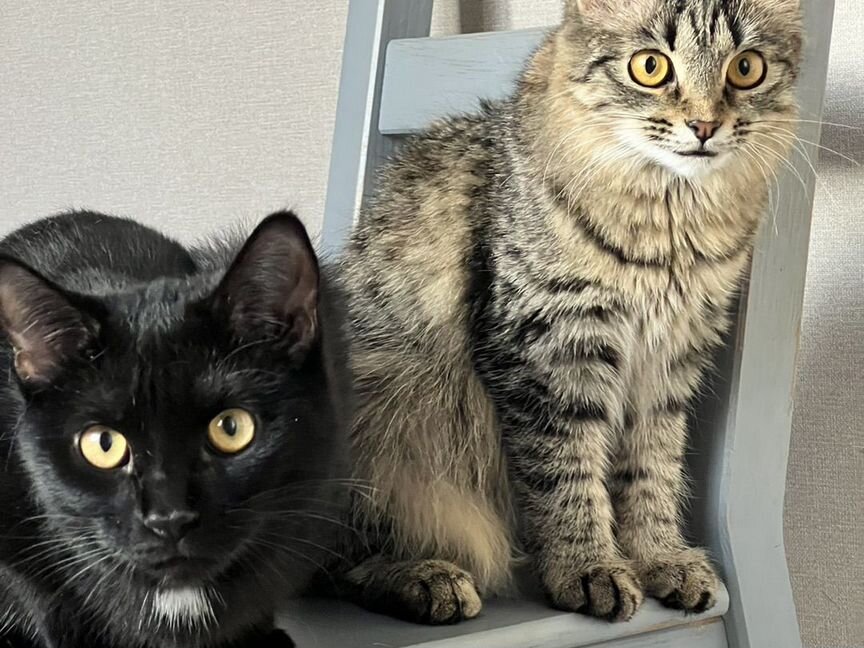 Кот и кошечка