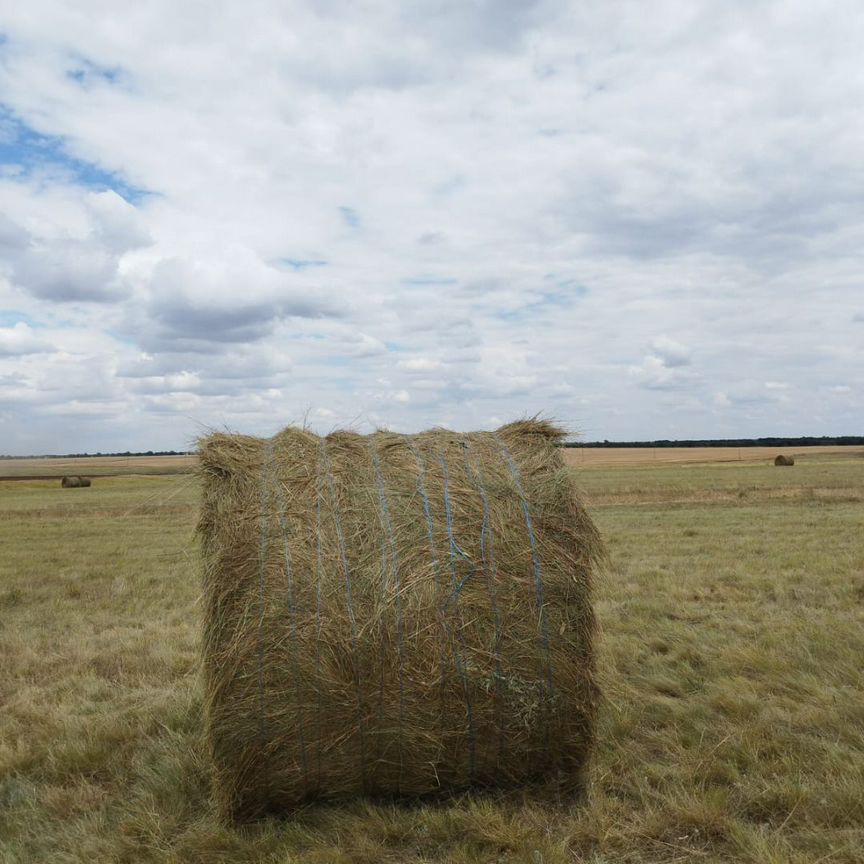 Сено в рулонах