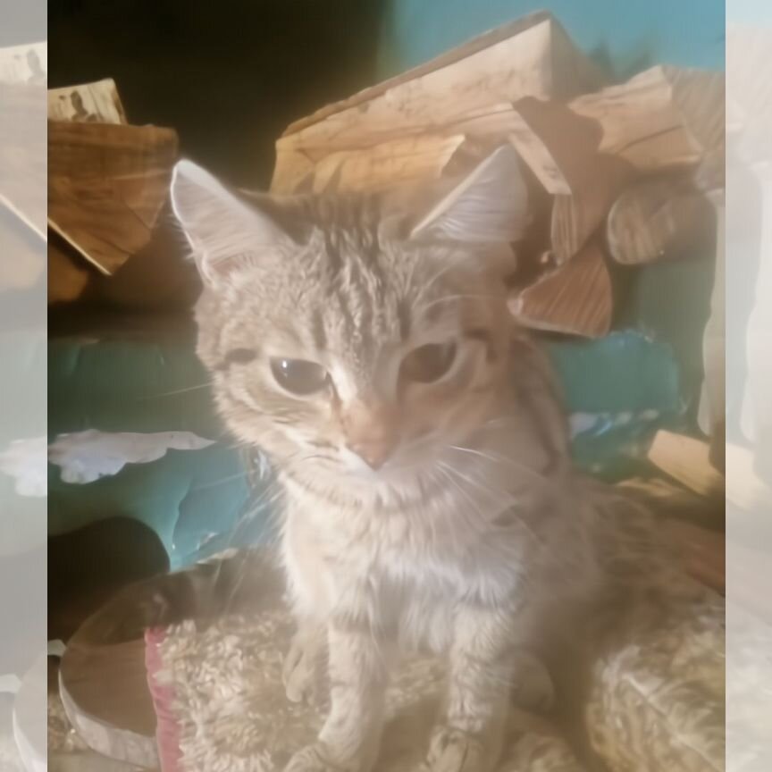 Взрослая, кошка в добрые руки