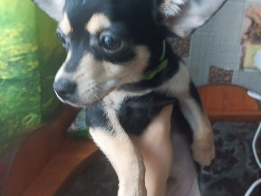 Той-терьер с чихуахуа помесь