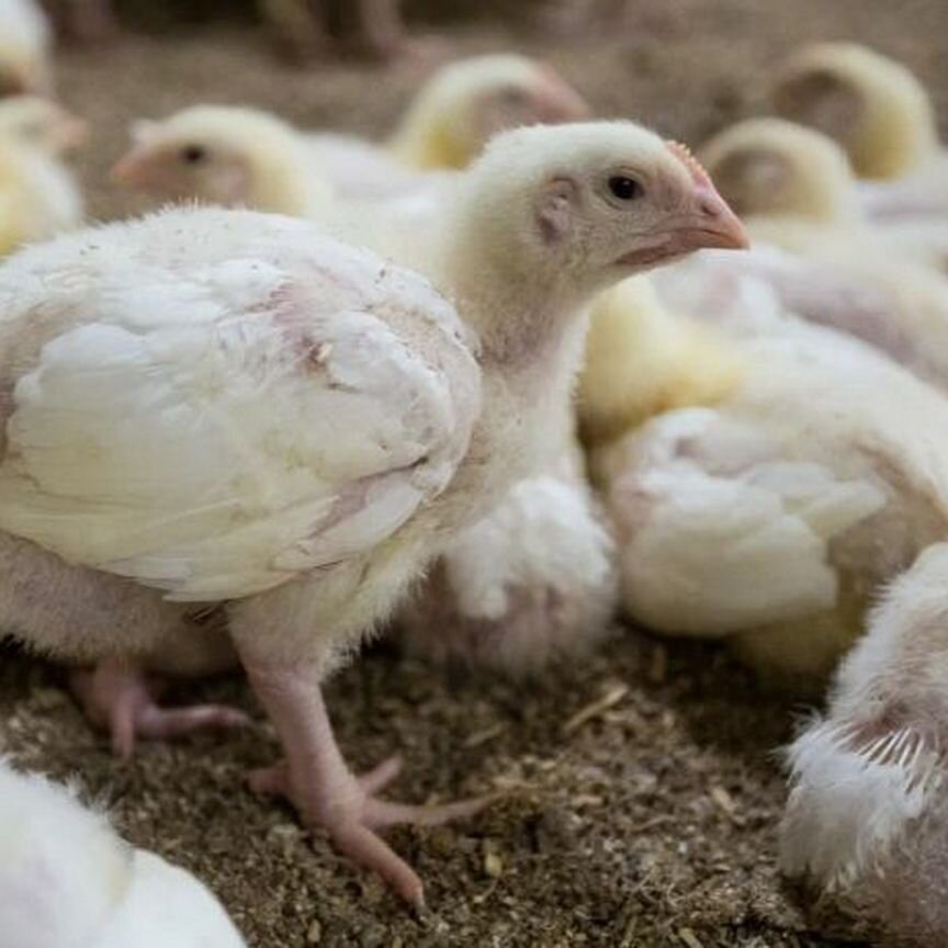 Цыплята бройлеры