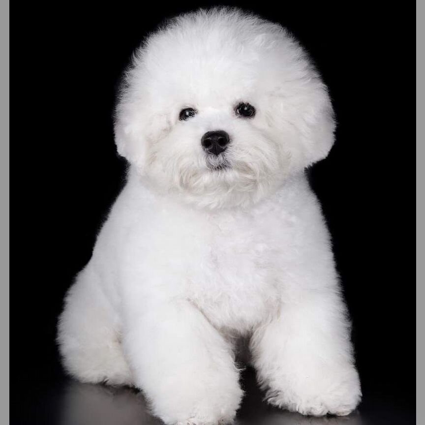 Бишон фризе, щенок