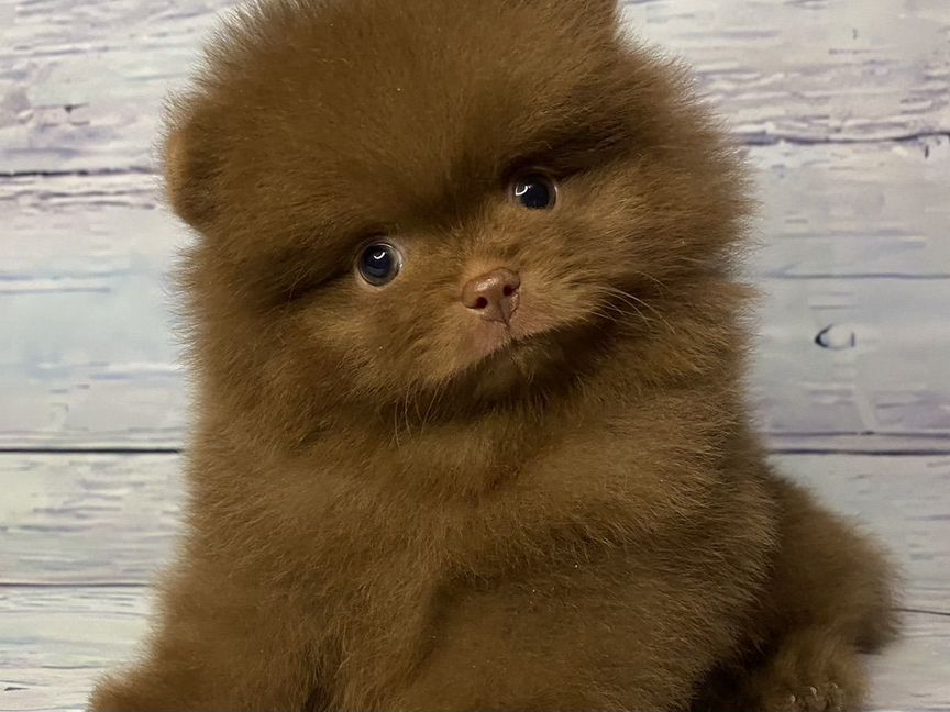 Шоколадный мишутка