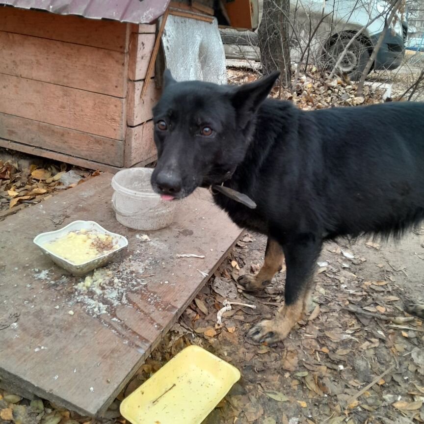 В добрые руки или найтись хозяин