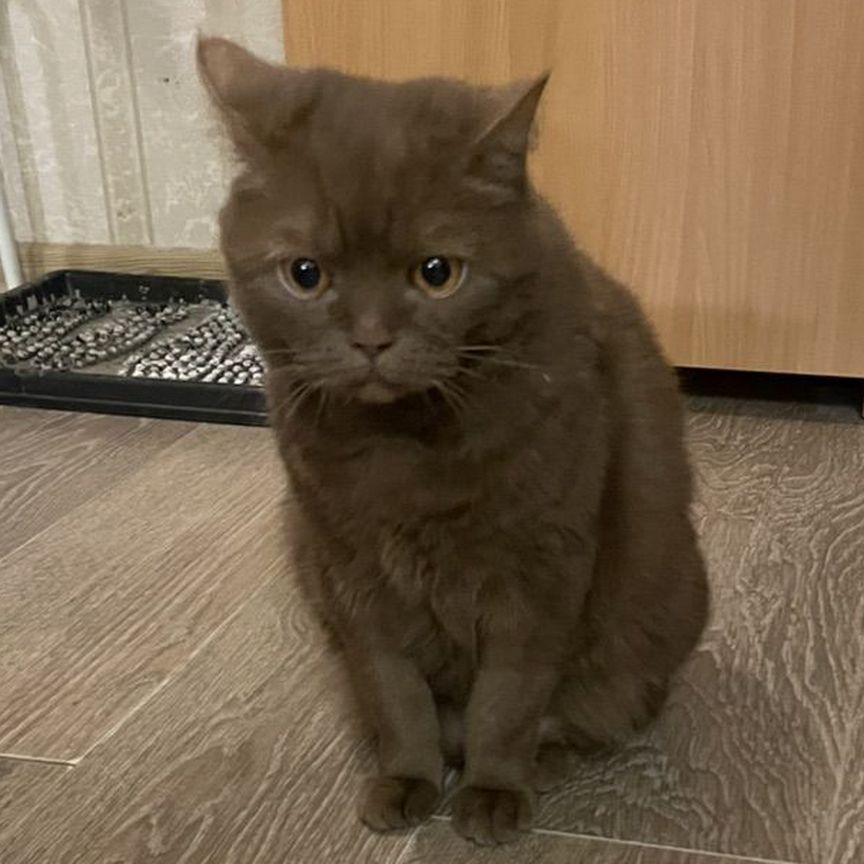 Британская короткошёрстная, взрослая кошка