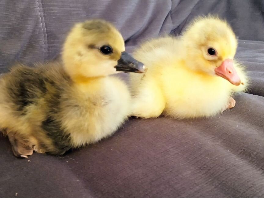 Гусята, индоутята