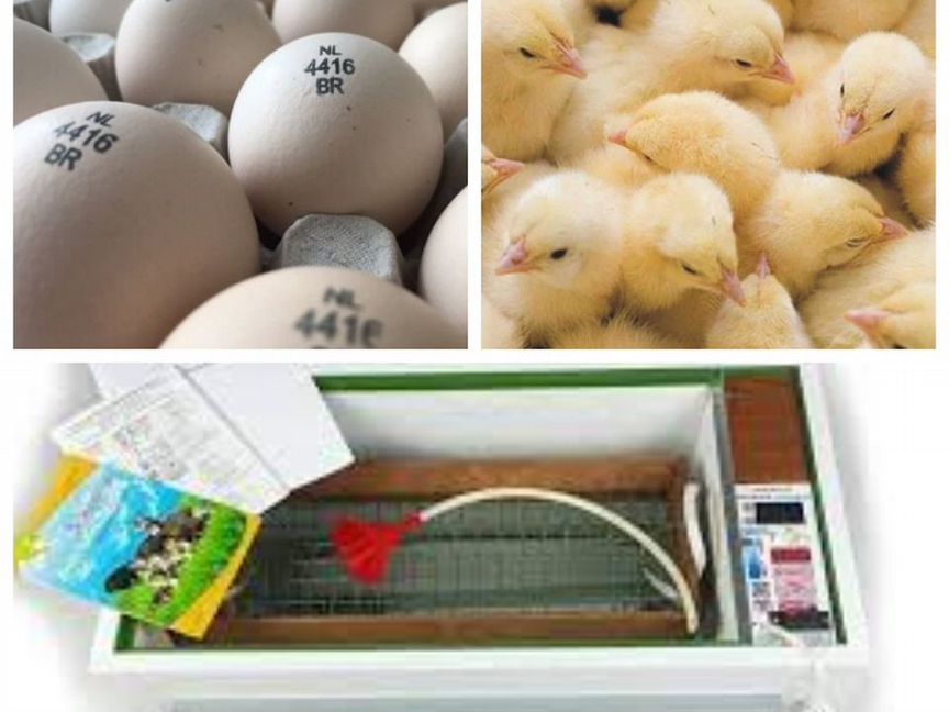 Новый Инкубатор Норма Луппер