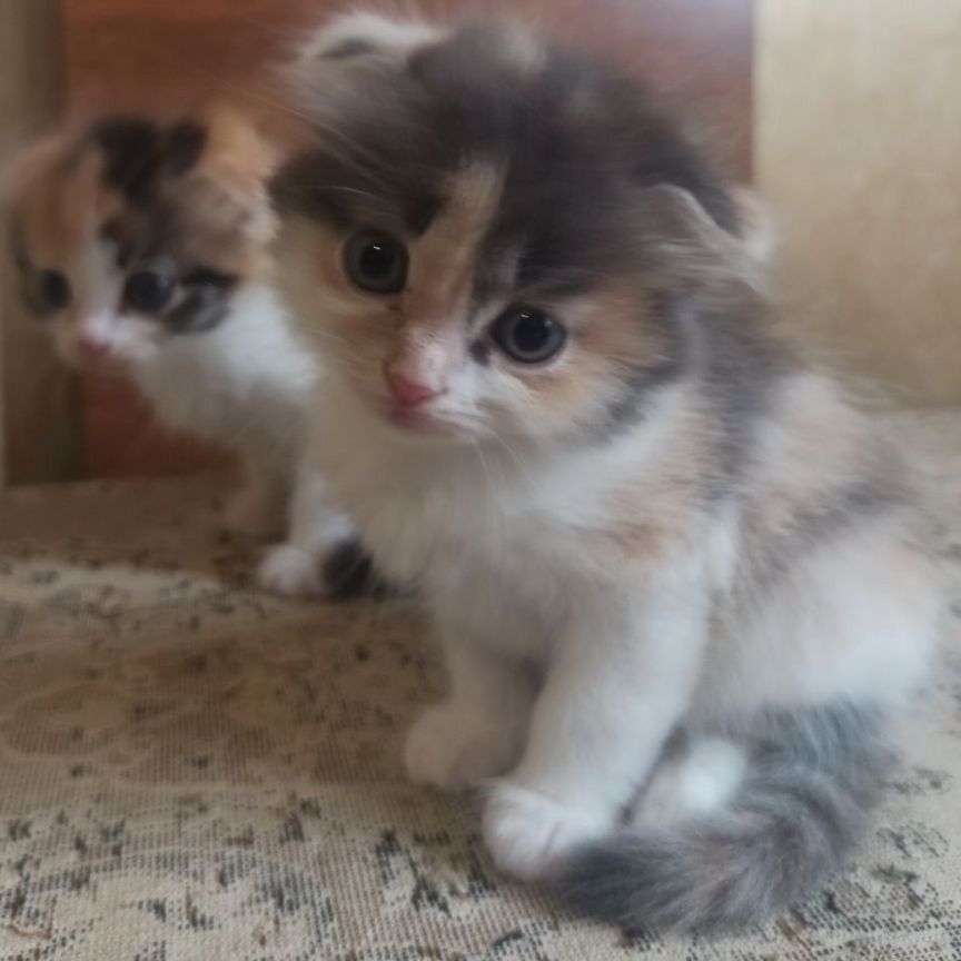 Котята