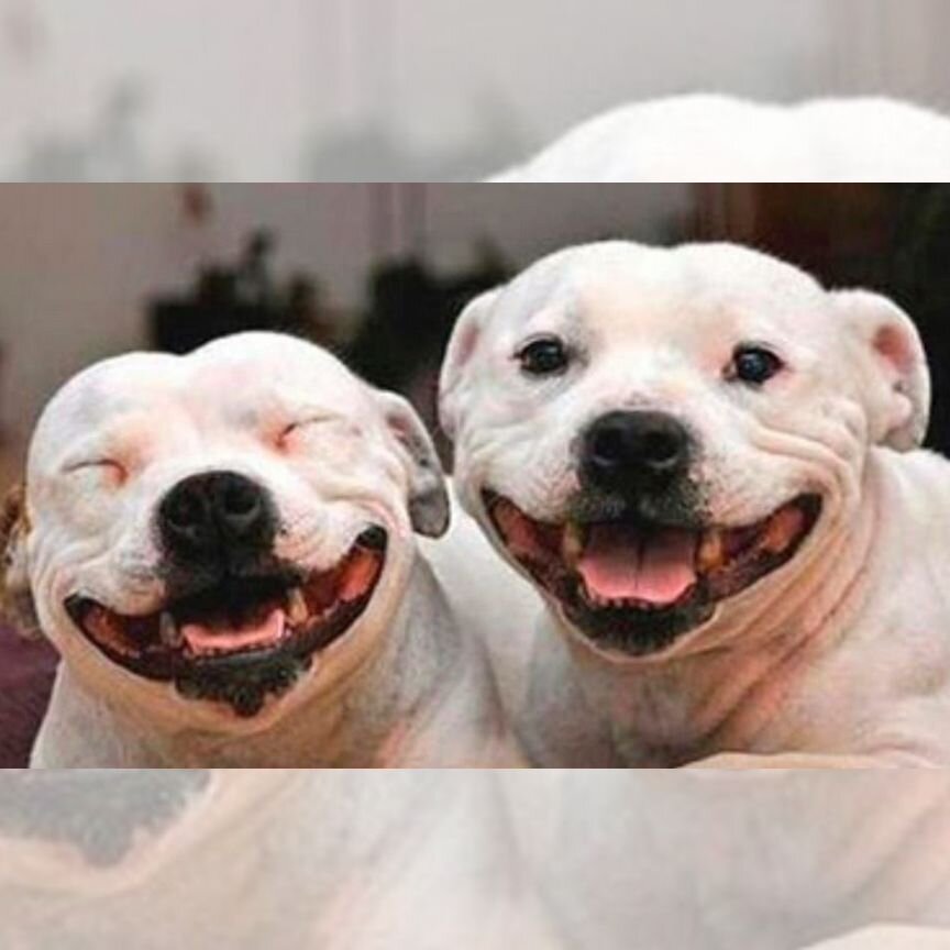 Оформление метрик скор, РКФ