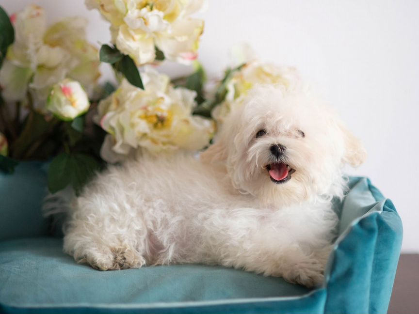 Щенки мальтипу f1 мини