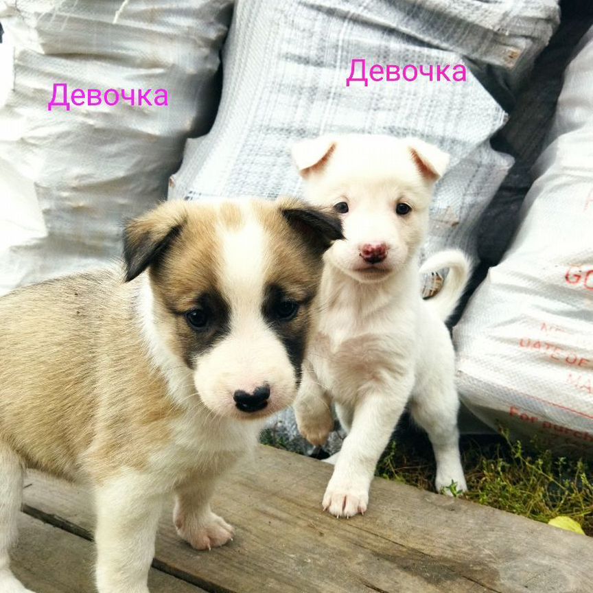 Щенок в добрые руки бесплатно