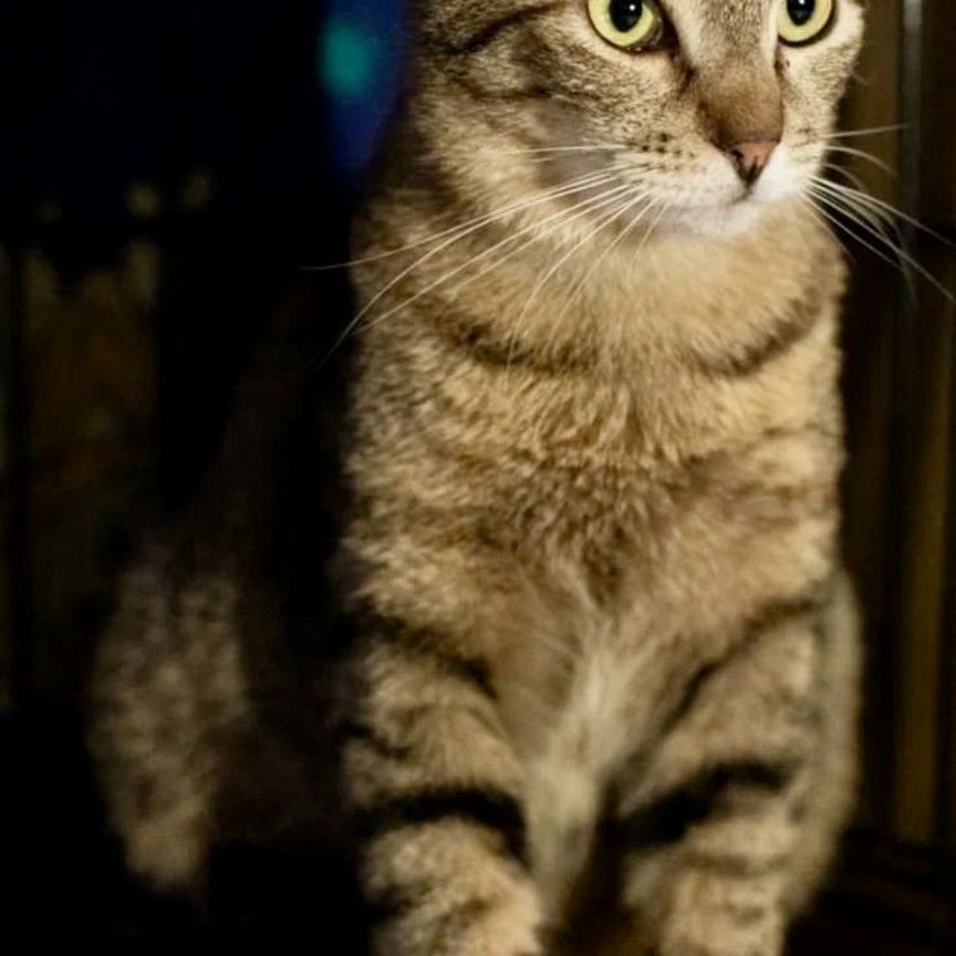 Полосатая кошечка