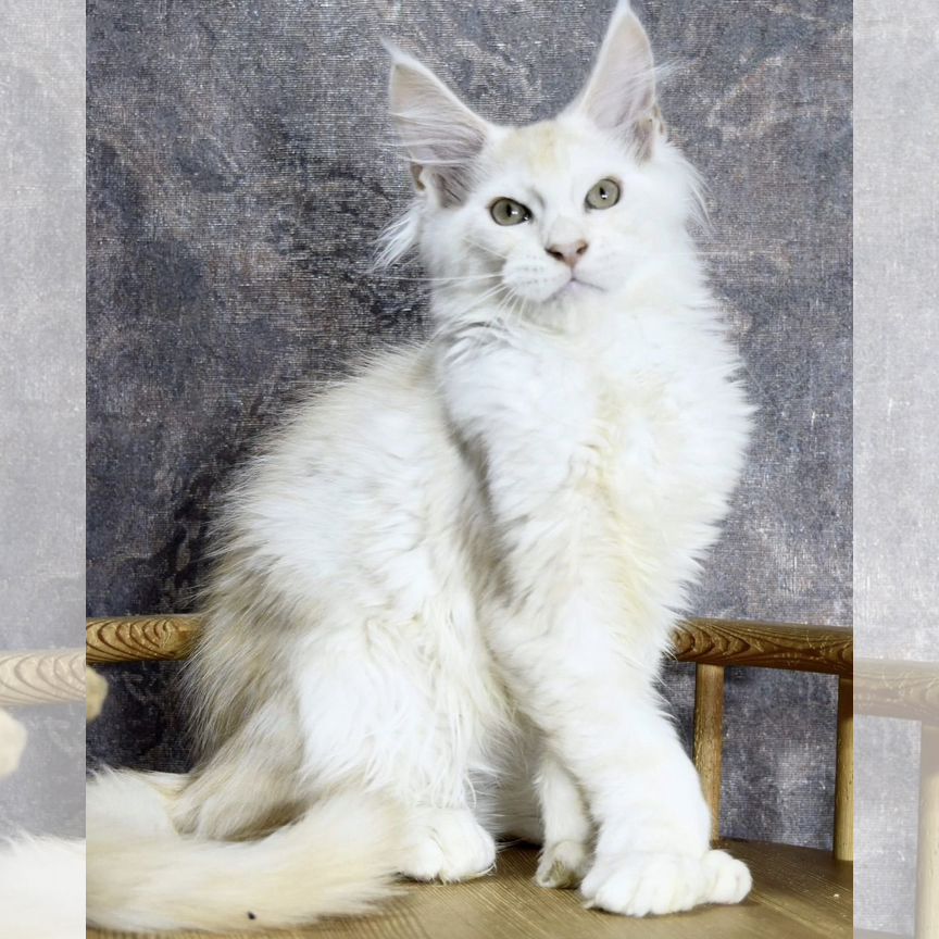 Мейн-кун котёнок