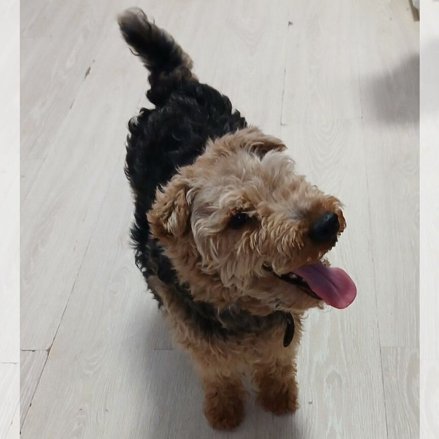 Вельштерьер, взрослая собака