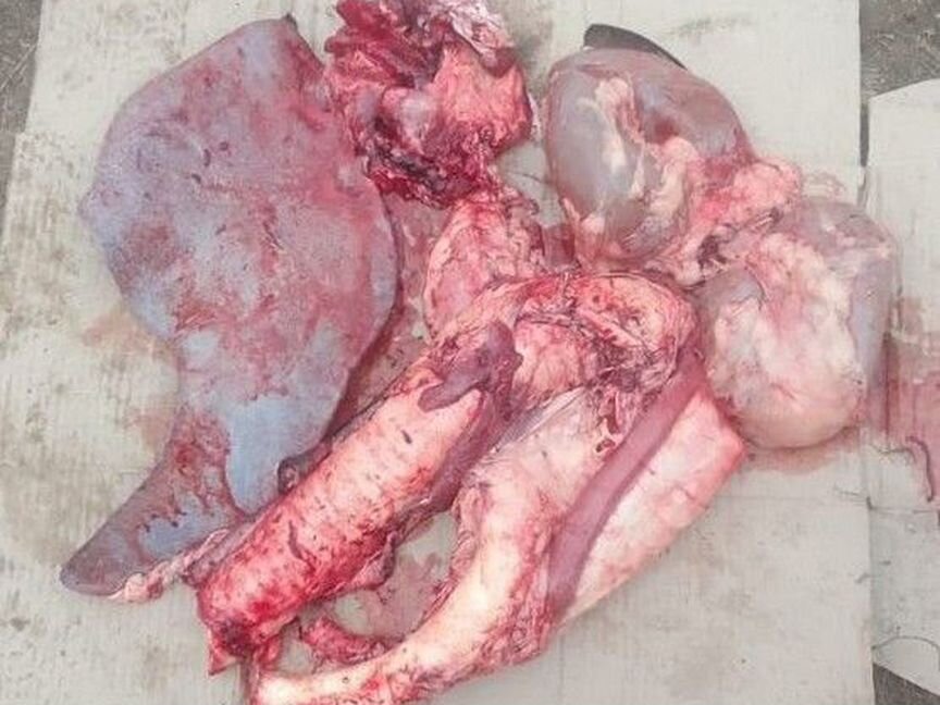 Обрезь и субпродукты микс (говядина, конина)