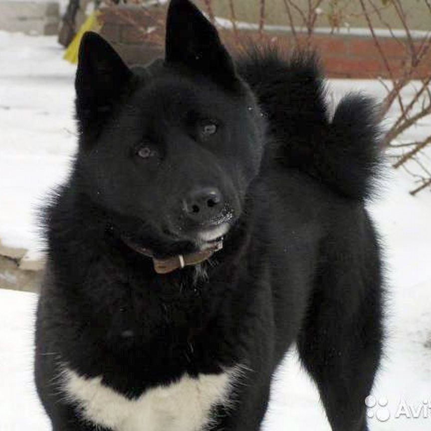 Лайка, взрослая собака