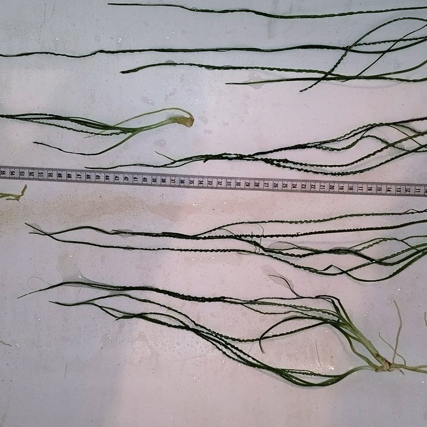 Кринум, растение для аквариума