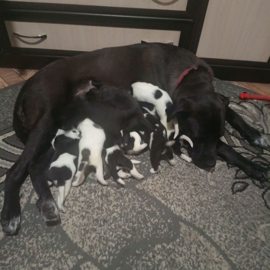 Щенки смесь кане-корсо