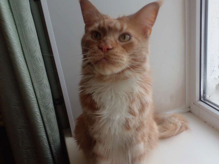 Мейн-кун в добрые руки