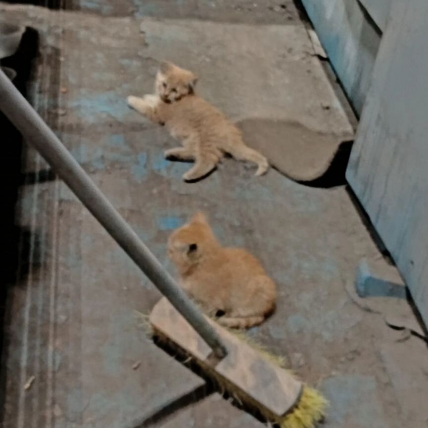 Котята в добрые руки бесплатно маленькие