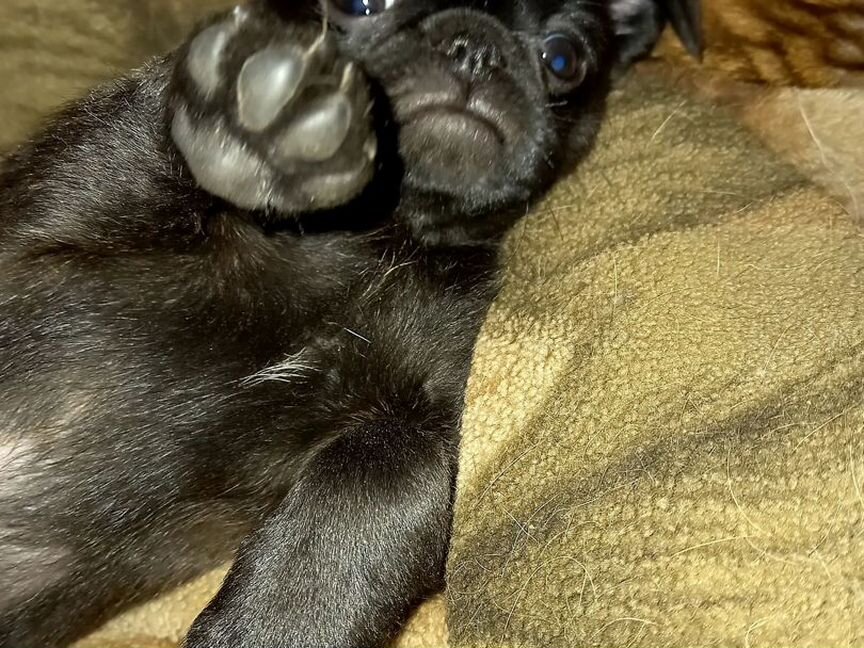 Щенки пти брабансона